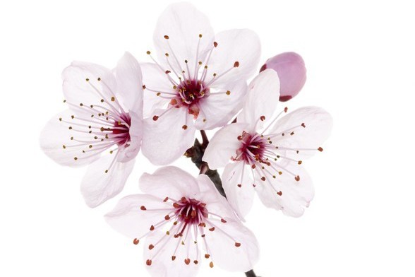 Třešňový květ - MámeNaTo.EU